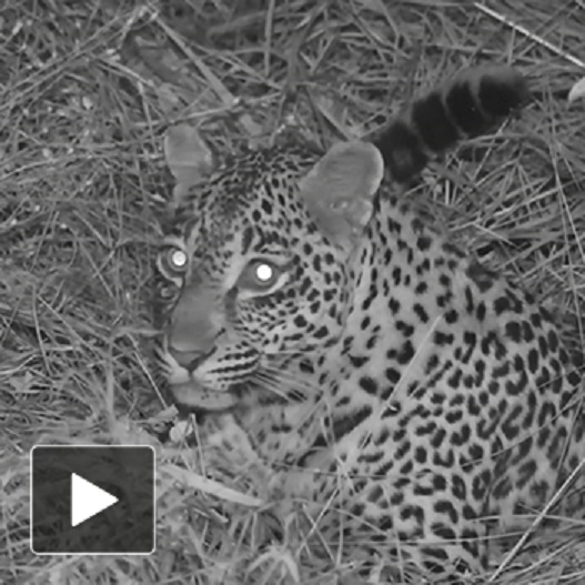 | Raytec Case Studies